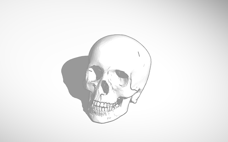 3D design cracking skulls | Tinkercad