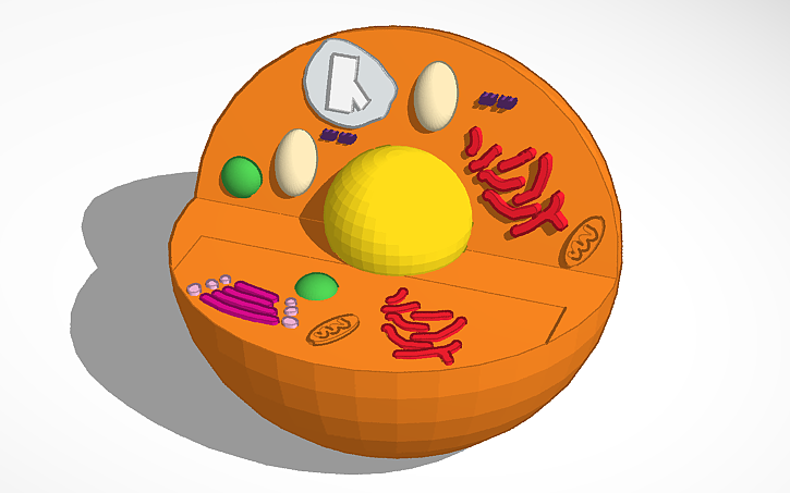 3D design Hücre Modeli(Human Cell Project) | Tinkercad