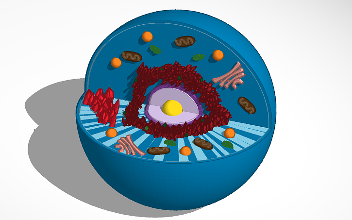 3D design Cell Model | Tinkercad